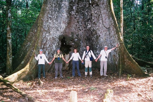 Árbol de la lupuna | Inca Healing School