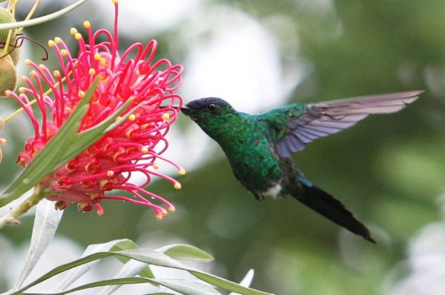 El colibrí y la flor (Cuento) – 7 Curanderas